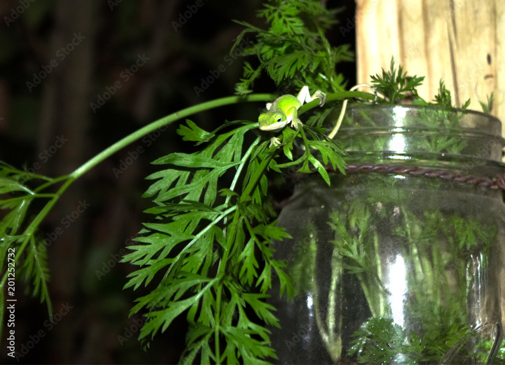 File 199652750 Green Lizard Enjoys Fresh Air - An exotic green lizard ...