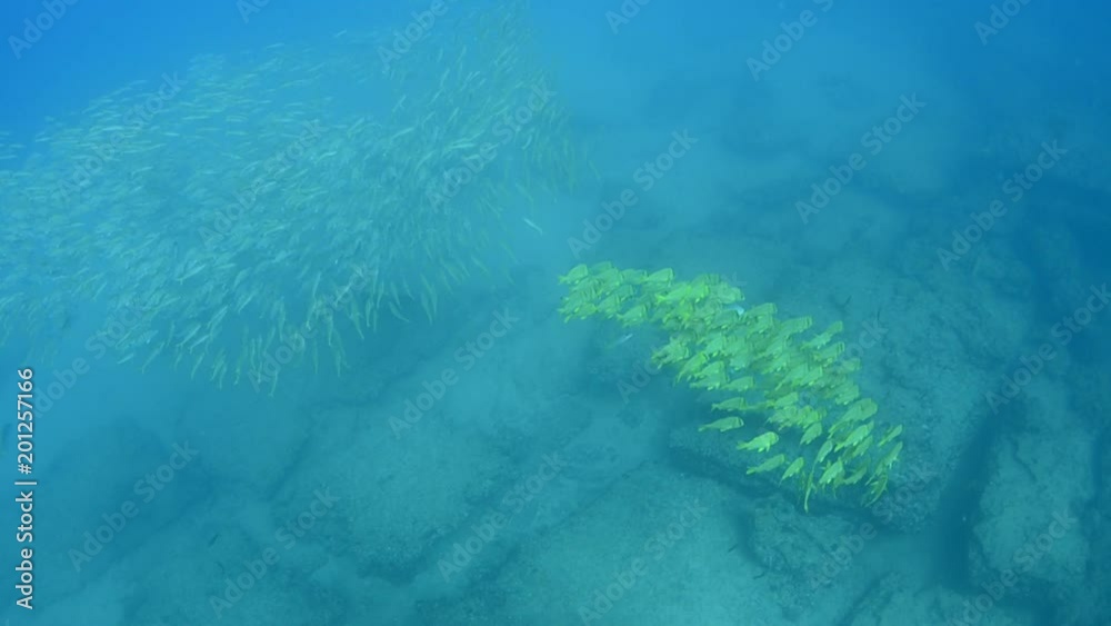 Panamic porkfish (Anisotremus taeniatus),colorful yellow fish in a ...