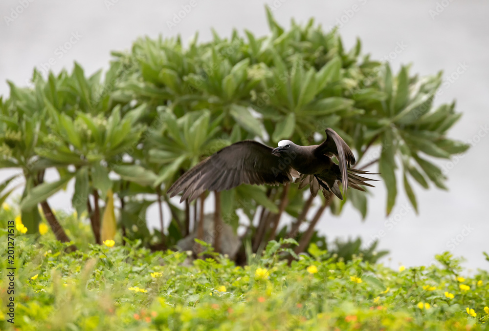 White capped noddy flying above a pisonia tree with its wings open ...