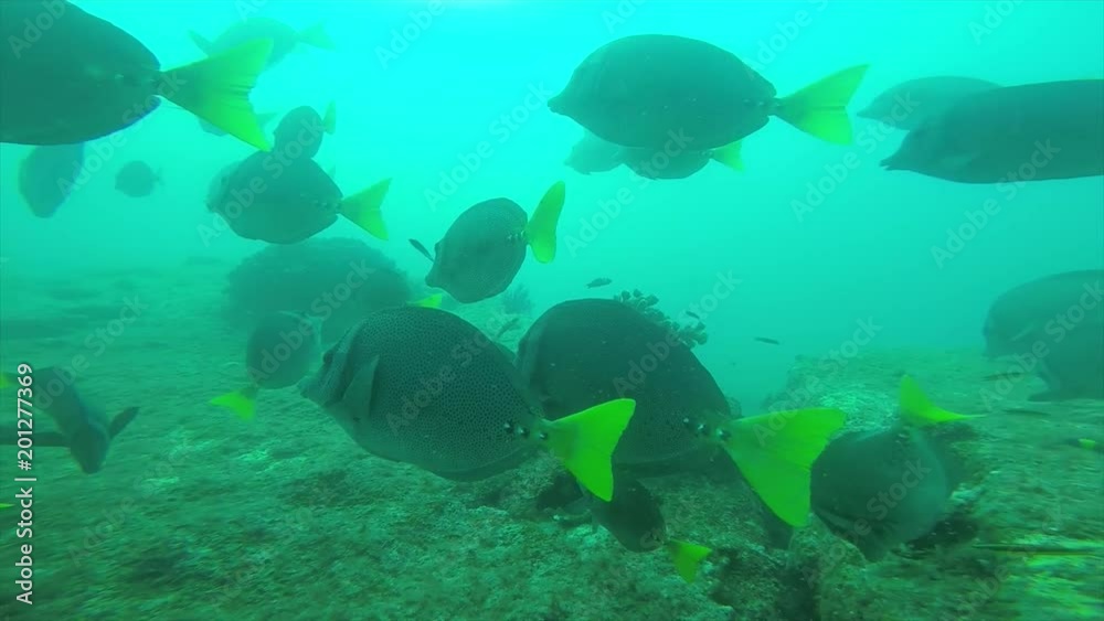 (Prionurus punctatus) Yellowtail Surgeonfish. reefs of the Sea of ...
