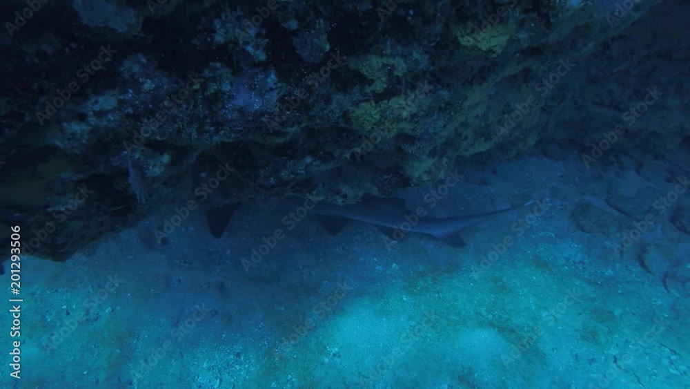 Whitetip reef Shark (triaenodon obesus). reefs of the Sea of Cortez ...