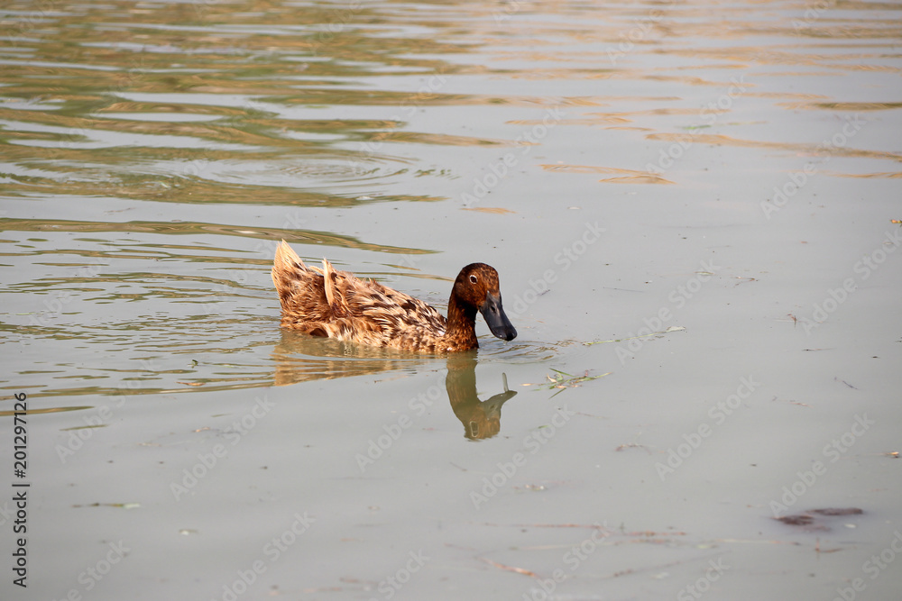Brown color of duck swimming in the lake and reflected in the water. It ...