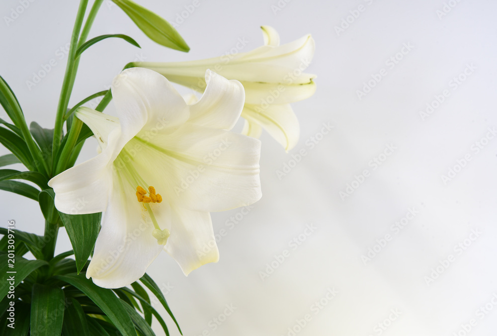Easter Lily Wallpaper