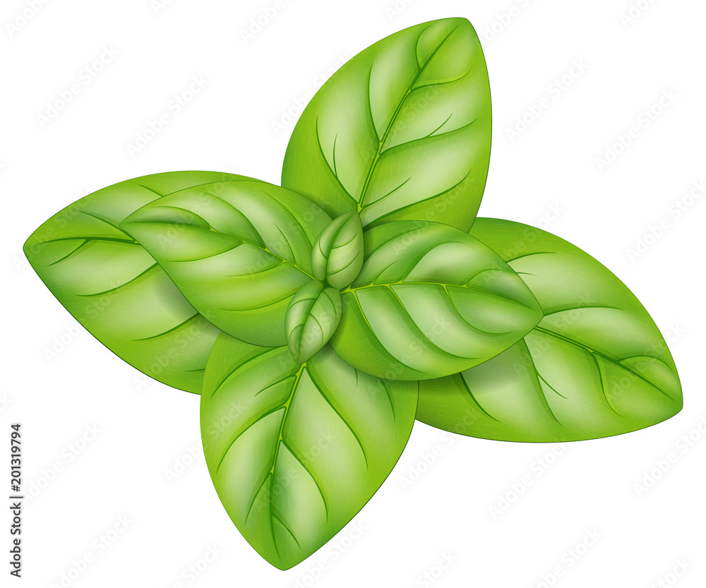 Oregano Leaf Vector