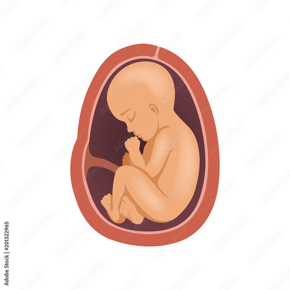 Human fetus inside the womb, 9 month, stage of embryo development ...
