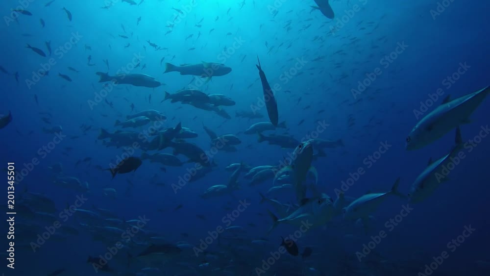 Vídeo do Stock: Big Dog Snapper (Lutjanus novemfasciatus), hunting ...