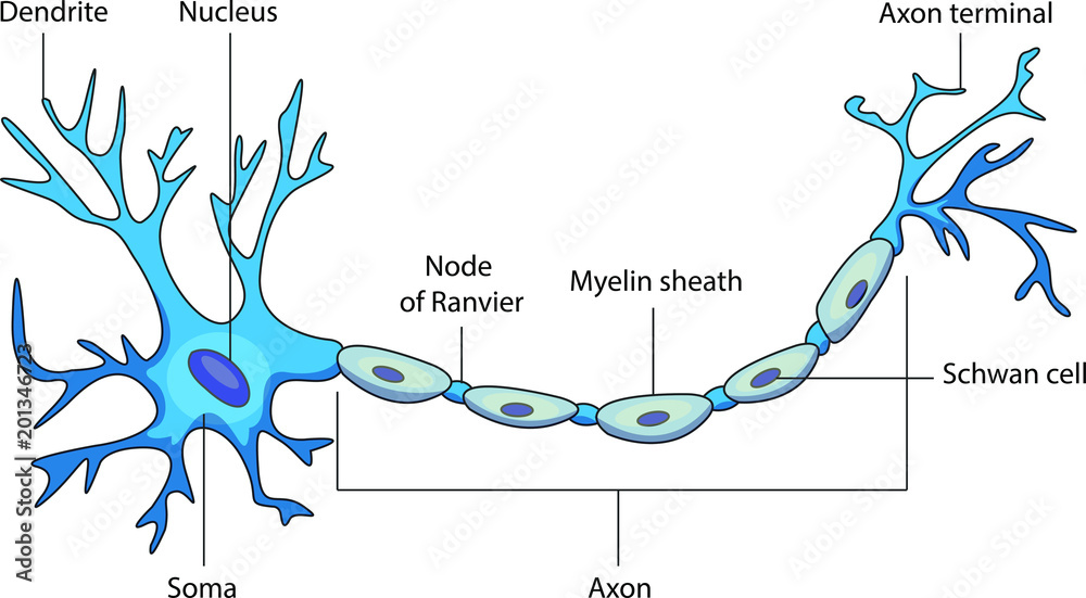 Schematic vector diagram of a neuron or nerve cell. Stock Vector ... Schematic vector diagram of a neuron or nerve cell. Stock Vector ...
