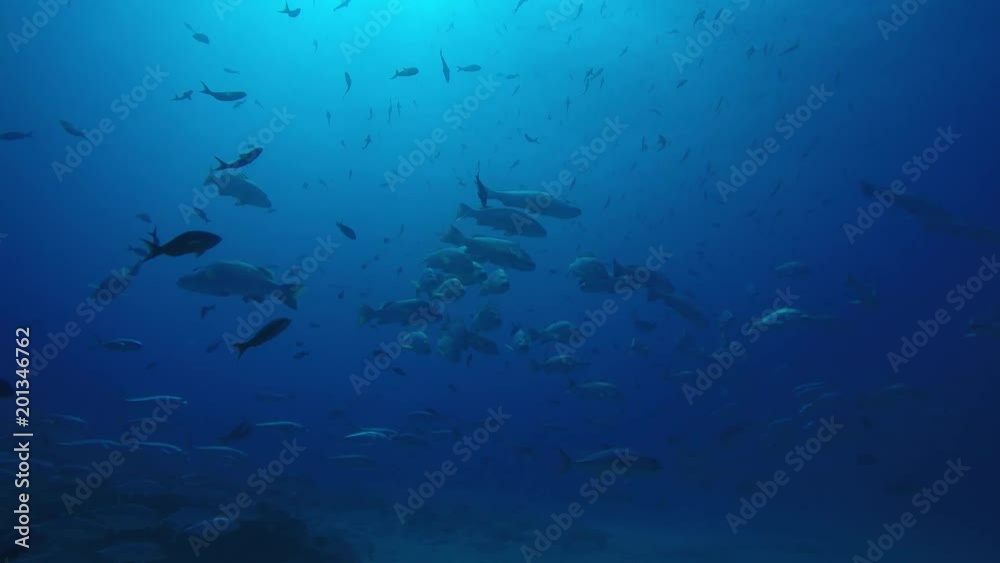 Big Dog Snapper (Lutjanus novemfasciatus), hunting trevally, reefs of ...