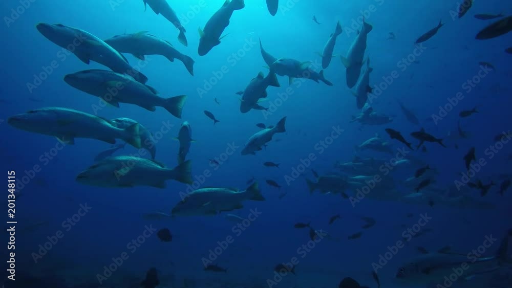 Big Dog Snapper (Lutjanus novemfasciatus), hunting trevally, reefs of ...