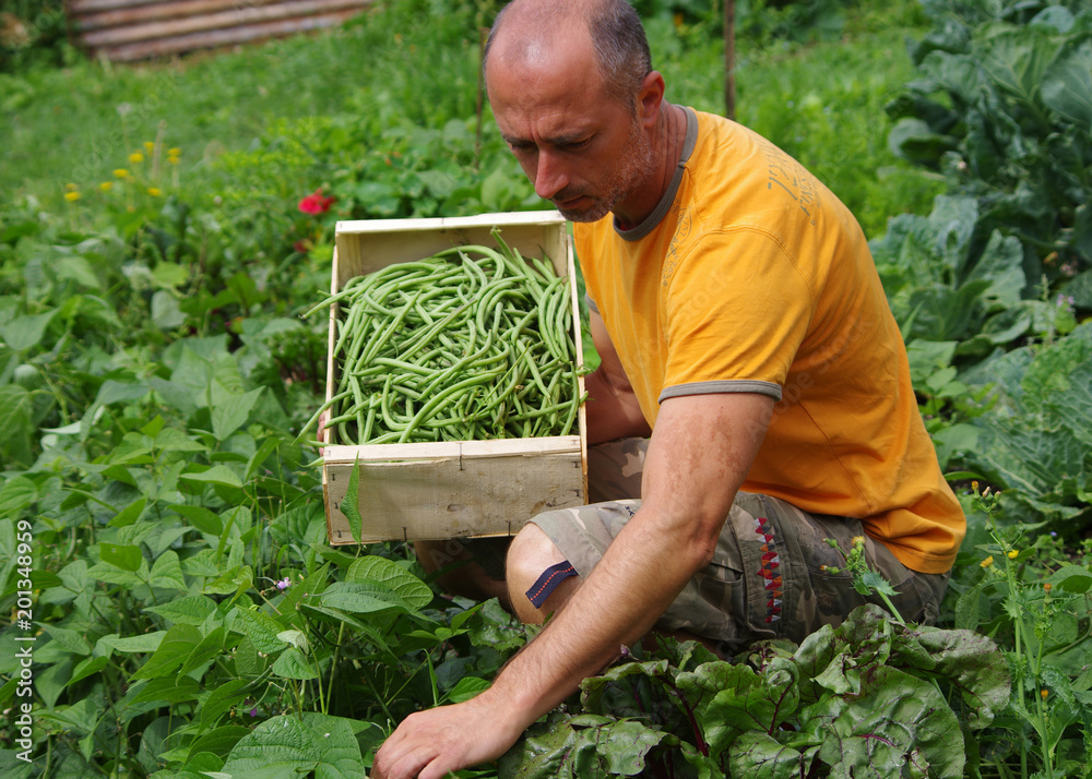 jardinage - récolte de haricots au potager Stock Photo | Adobe Stock