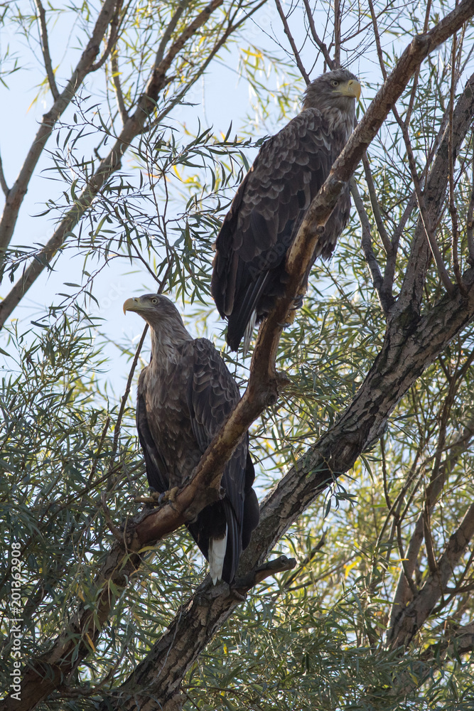 bird, eagle, white-tailed eagle Stock Photo | Adobe Stock
