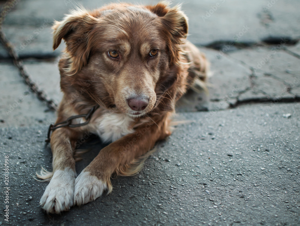 Sad Hurt Dog Pictures