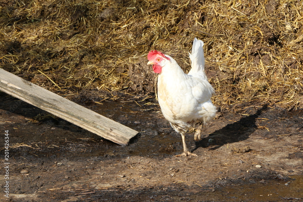 Chicken at a farm, Huhn an einem Bauernhof Stock-Foto | Adobe Stock