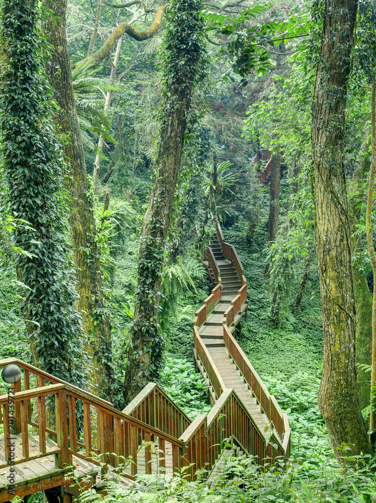 Wooden pathway through native forest in Nantou, Taiwan Stock Photo ...