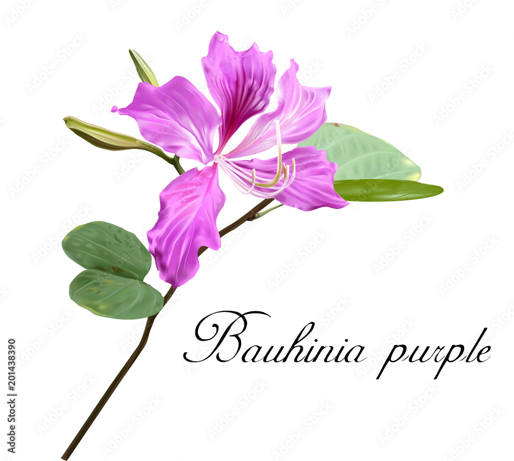 Bauhinia flower vector Stock Vector | Adobe Stock