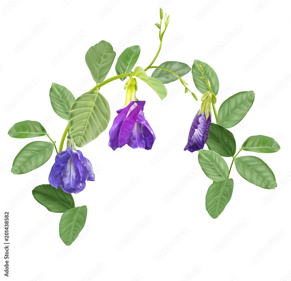 butterfly pea flower vector illustration Stock Vector | Adobe Stock butterfly pea flower vector illustration Stock Vector | Adobe Stock