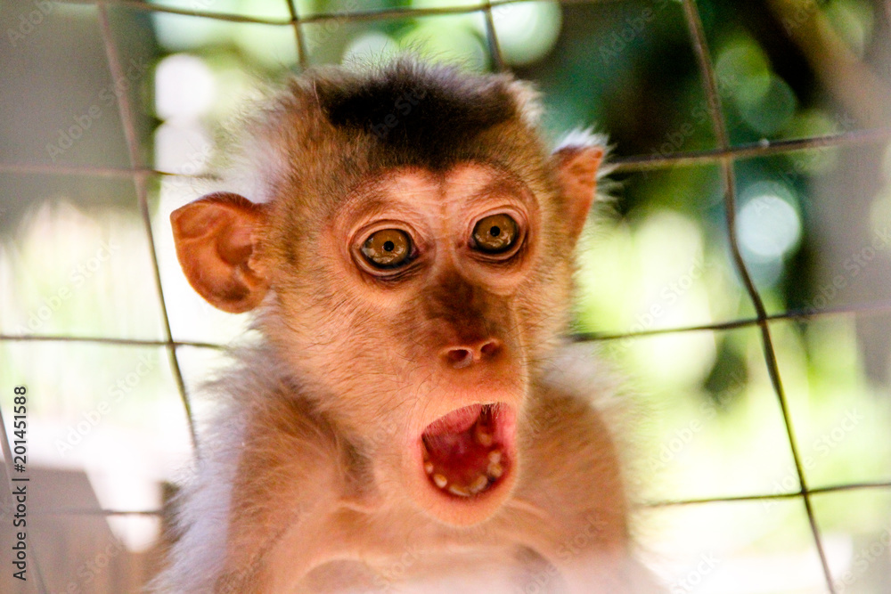 Monkey expression or meme are captured Stock Photo | Adobe Stock