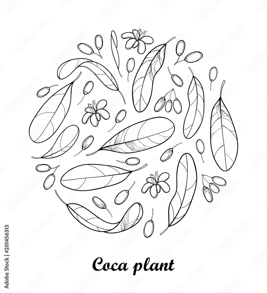 Vector round composition of outline Cocaine plant or Erythroxylum coca ...