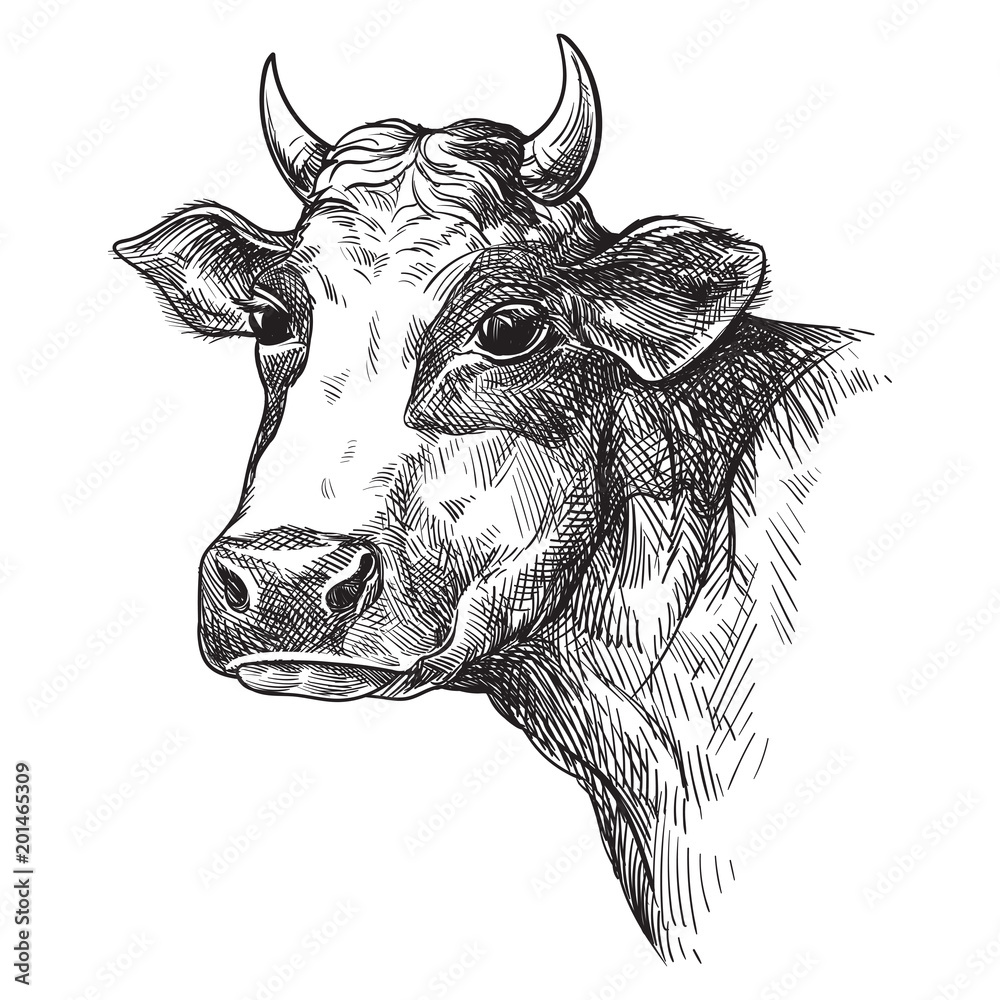 sketches of face cow drawn by hand. livestock. cattle. animal grazing ...