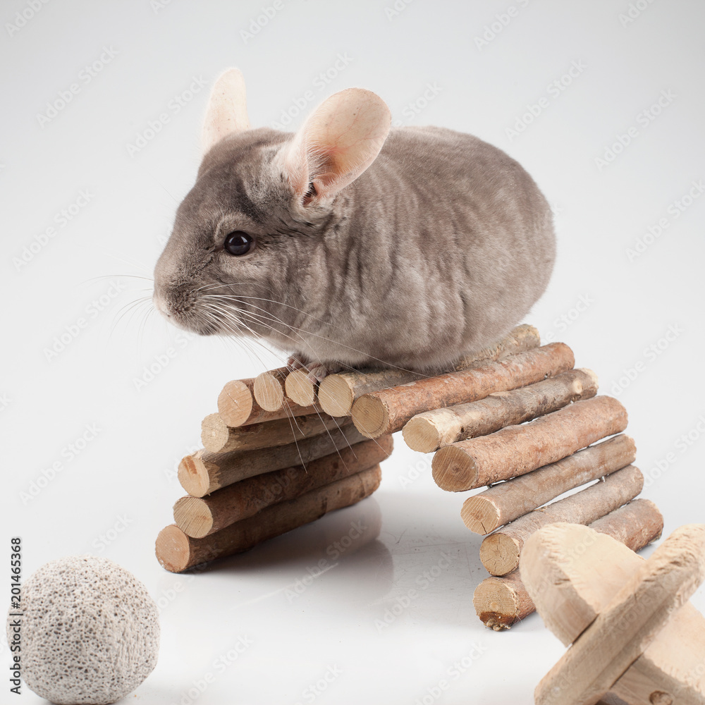 Beige Chinchilla