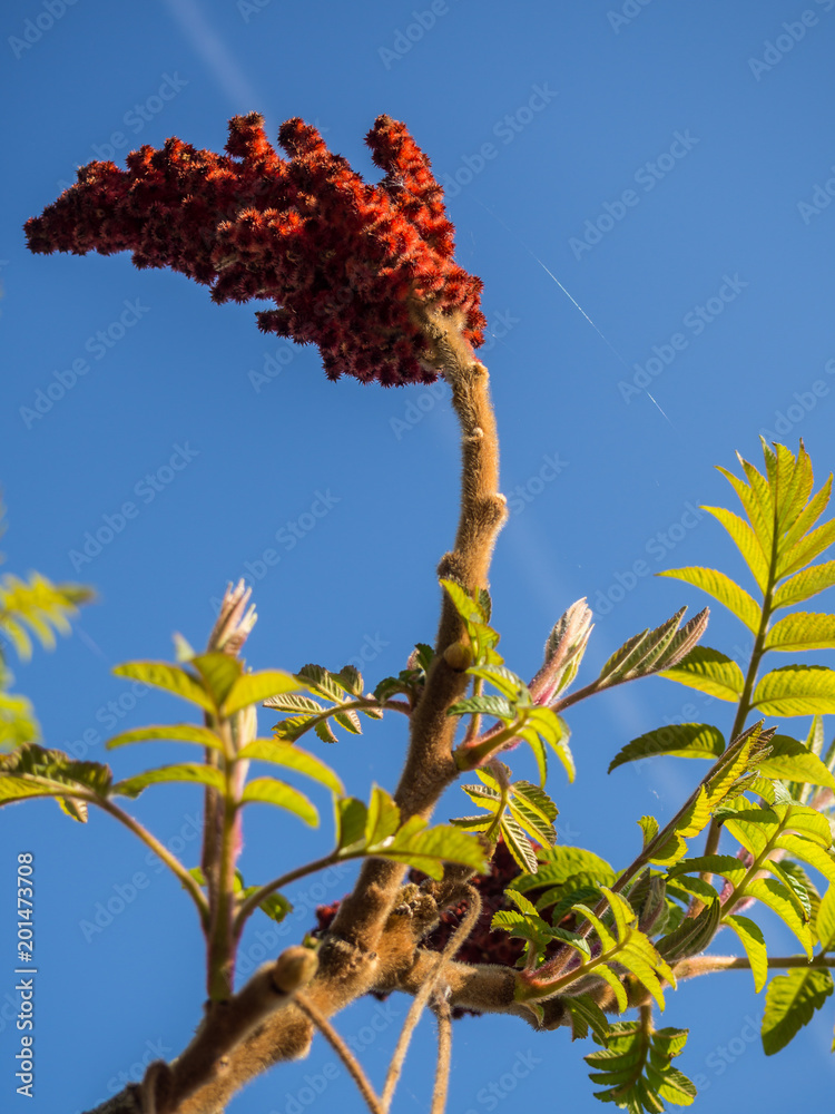 Essigbaum,Rhus typhina Stock Photo | Adobe Stock