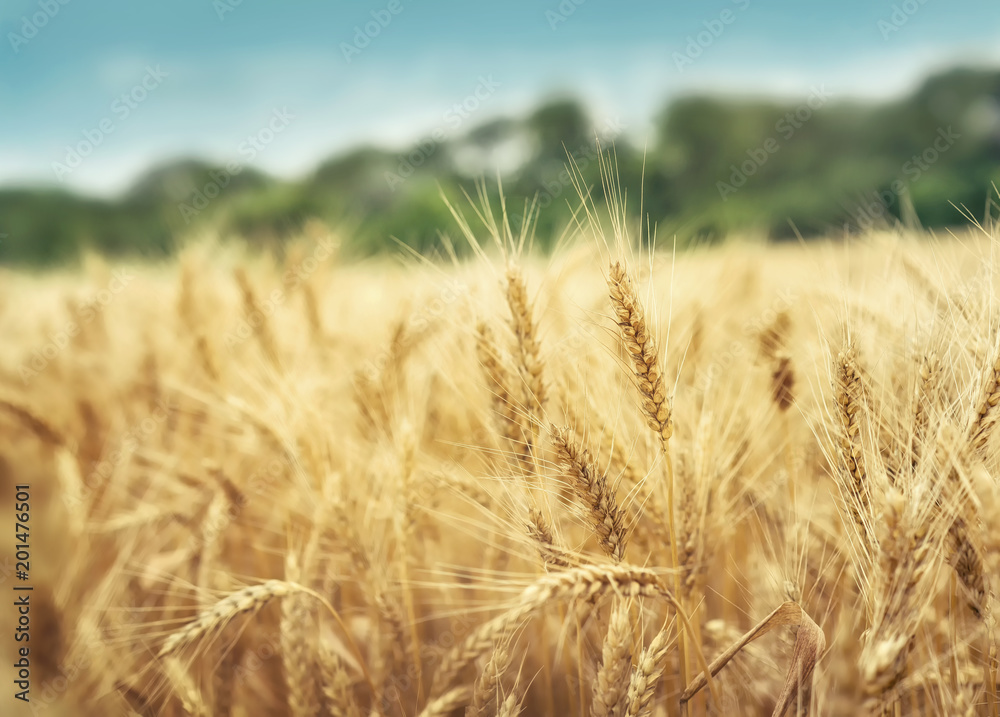 Grain field background Stock Photo | Adobe Stock