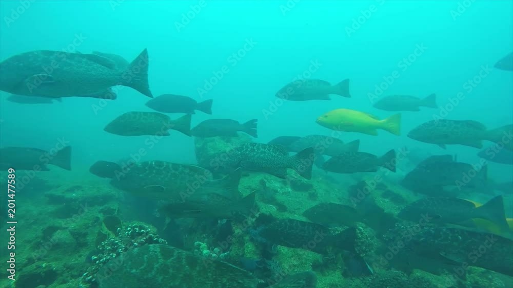 Yellow Leopard grouper (Mycteroperca rosacea), in a school, reefs of ...