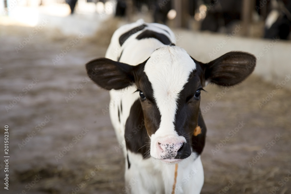 young black and white calf at dairy farm. Newborn baby cow Stock Photo ...
