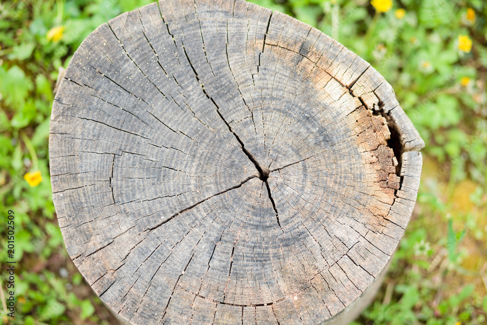 Tree stump on a meadow. View directly from above, with visible tree ...
