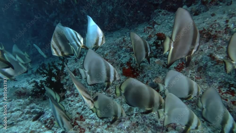 Vidéo Stock School of Longfin batfish - Platax teira swims under coral ...
