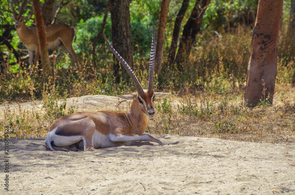 Wildlife of Africa. Antelope. Impala. Close view of a male, with ...