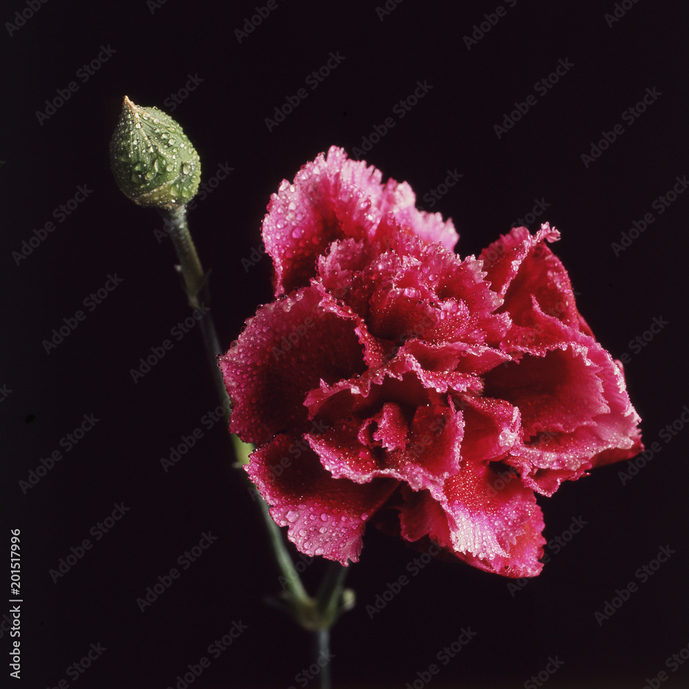 garofano Stock Photo | Adobe Stock