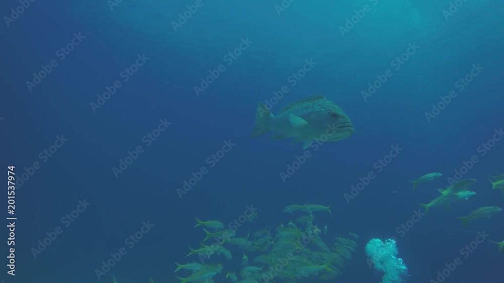 Leopard grouper (Mycteroperca rosacea), in a shipwreck, reefs of the ...