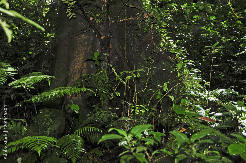 Epiphytes Temperate Rainforest