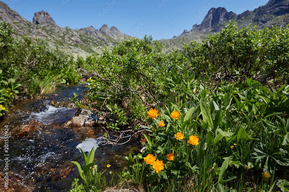 Mountain Stream With Flowers