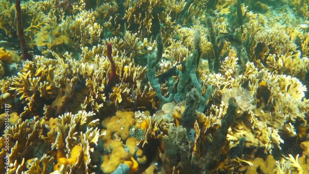 Underwater scene moving over an healthy coral reef with rope sponges ...