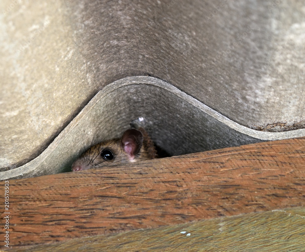 The rat hid in the space between the wooden beam and the roof tiles ...