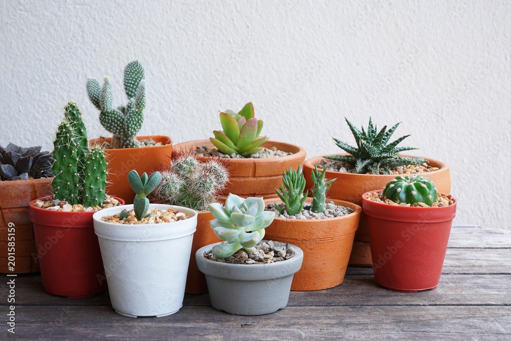 Various little succulent pot plants collection on vintage wood table ...