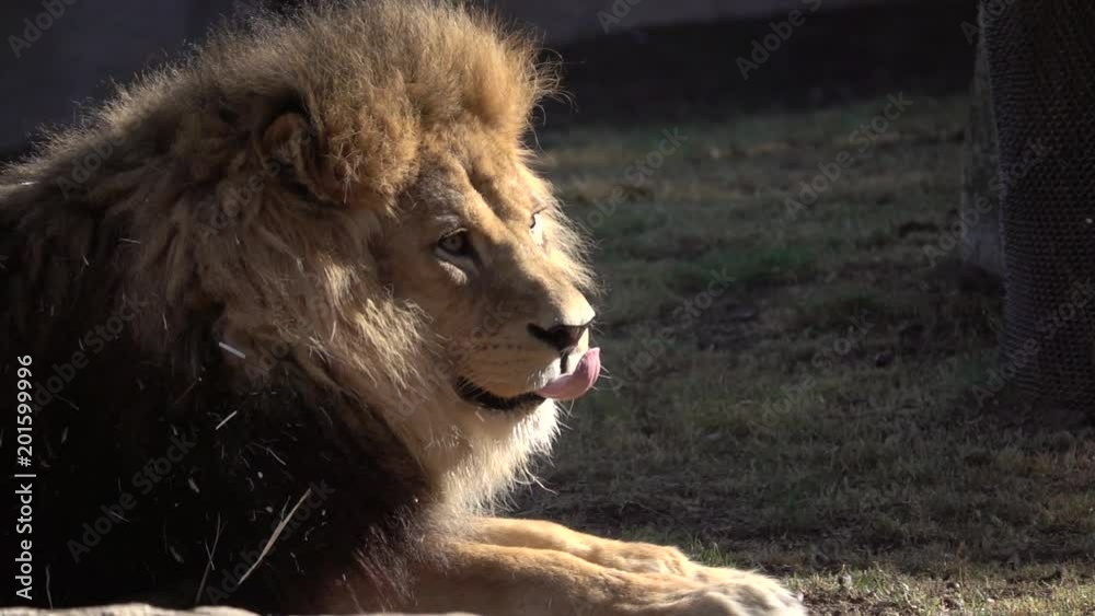 Golden lion in sunset light, licking his paw and cleaning his face on ...