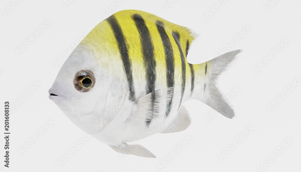 Realistic 3D Render of Sergeant Major Stock Illustration | Adobe Stock