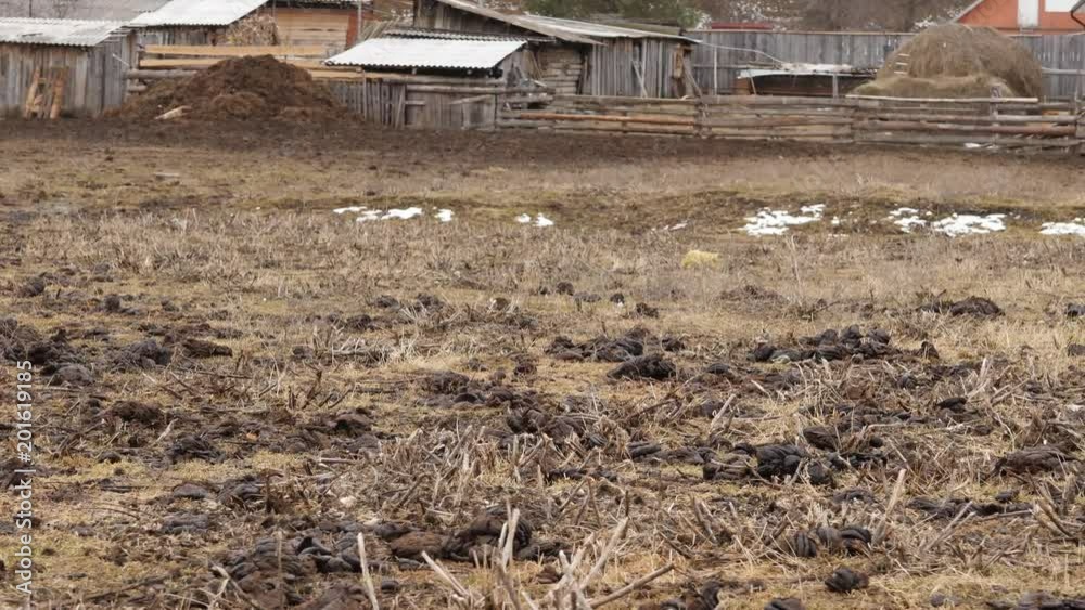 field polluted with cow manure. fresh cow excrement. countryside. 4K ...