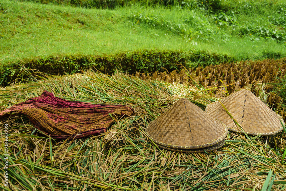 Conical hats of rice field farmers Stock Photo | Adobe Stock