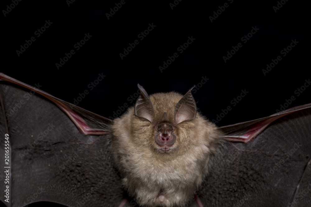 Close up flying small lesser horseshoe bat (Rhinolophus hipposideros ...