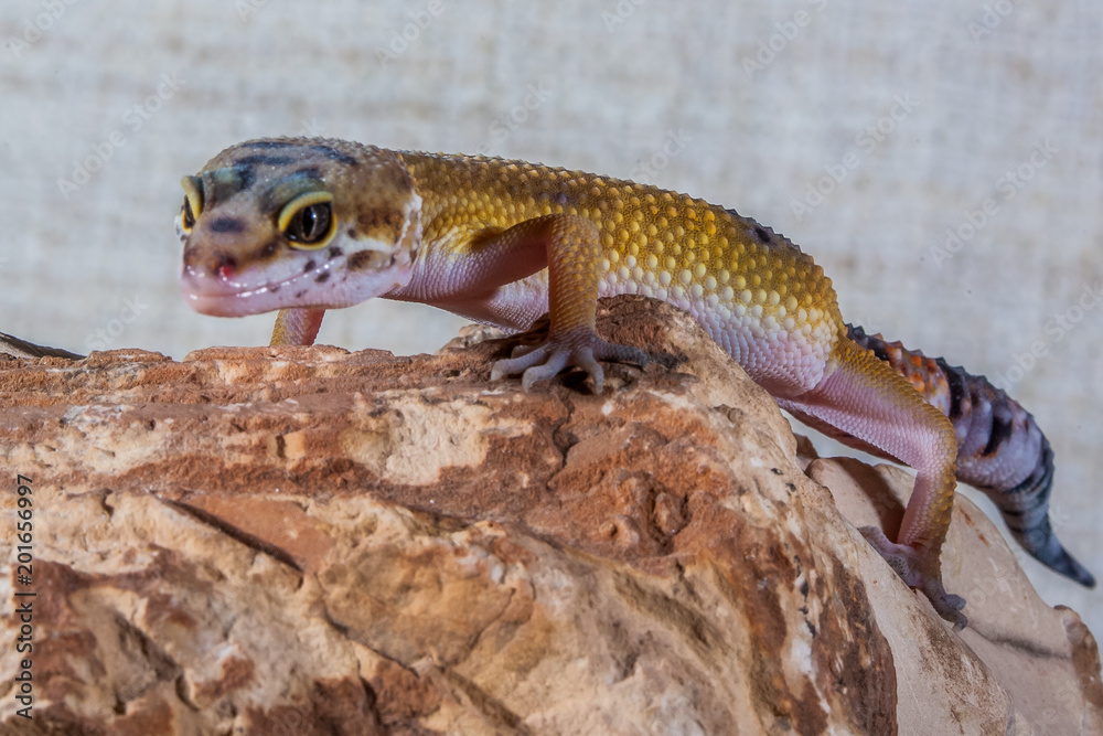 Gecko Stock Photo | Adobe Stock
