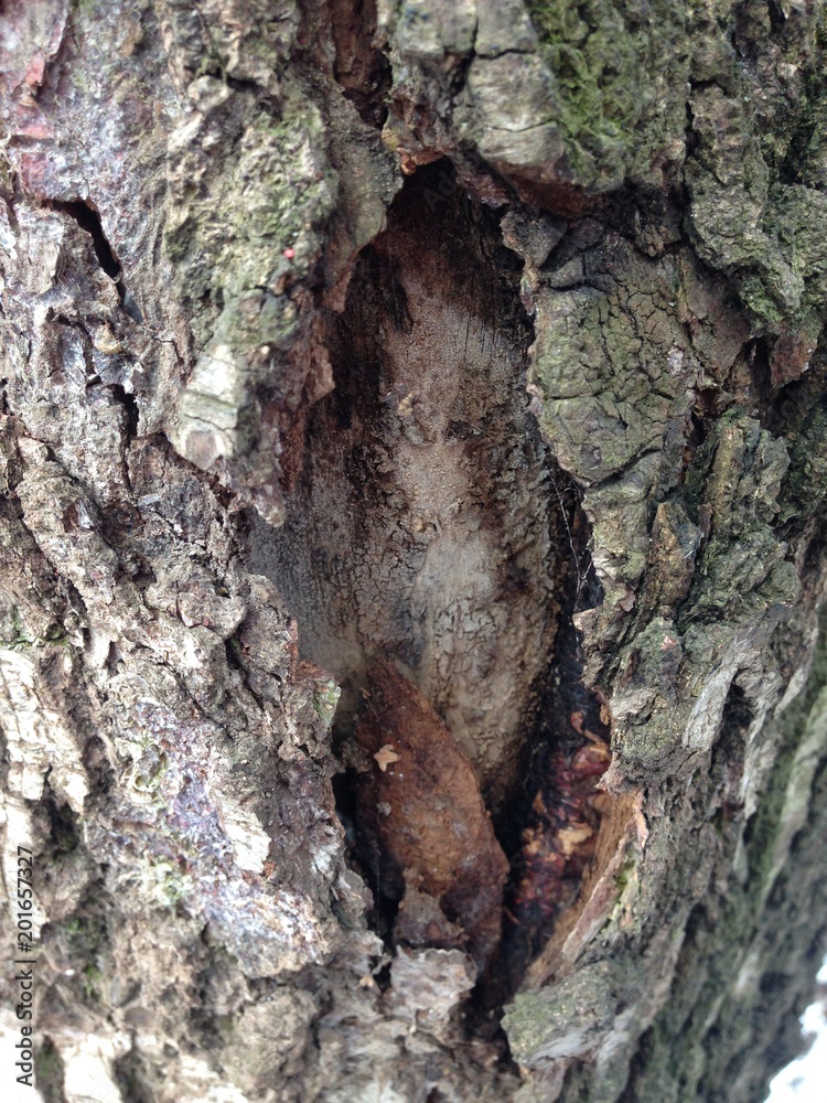 Just bark on a tree. Beautiful structural surface of the bark on ...