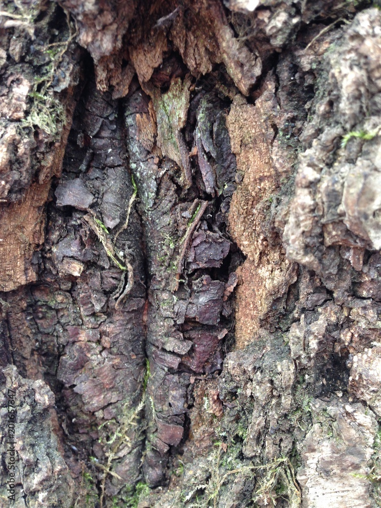 Just bark on a tree. Beautiful structural surface of the bark on ...