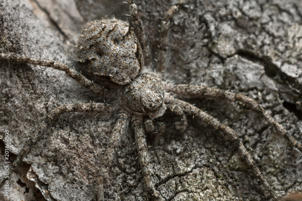 Camouflage Spider