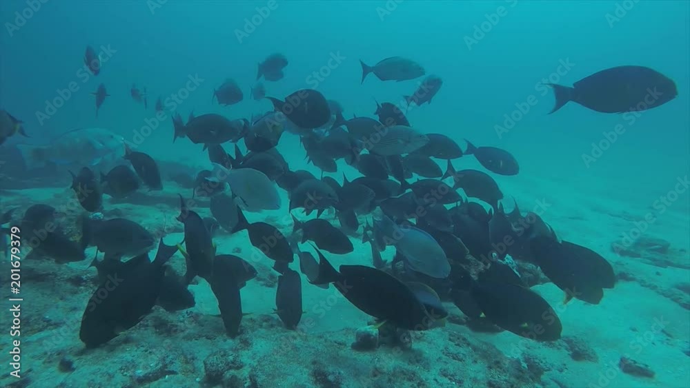 (Acanthurus xanthopterus) Yellowfin or purple Surgeonfish in a ...