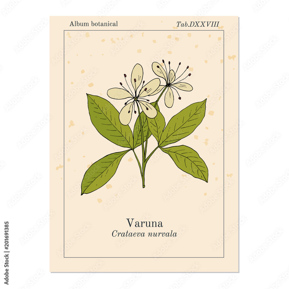 Varuna Crataeva nurvula , medicinal plant Stock Vector | Adobe Stock