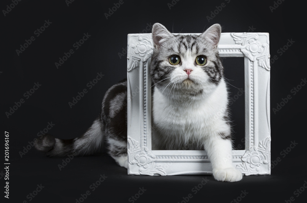 Adorable black silver blotched young british shorthair cat with green ...